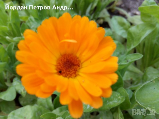 За ПЧЕЛИН КАРАВАНА в За пчели в гр Варна Id39963890 — Bazar Bg