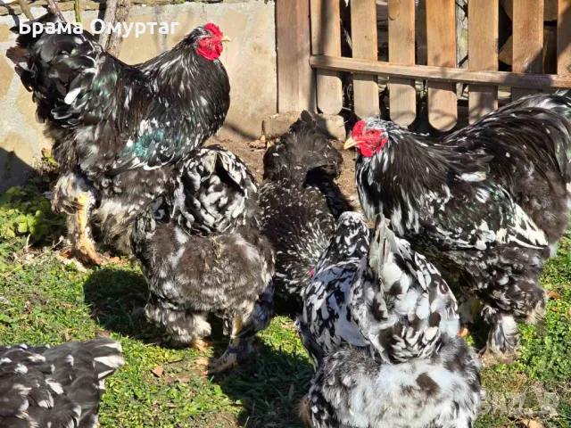 Продавам разплодни яйца от Мозаечна брама/Mottled Brahma в Кокошки и ...