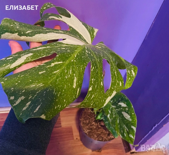 Monstera tai в Стайни растения в гр. София - ID51766220 | Bazar.bg