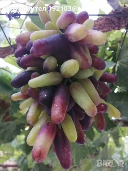 Бутикови сортове грозде в Разсади в гр. Добрич - ID35306623 | Bazar.bg