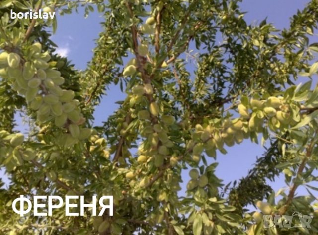 Най-добрите сортове БАДЕМИ в Разсади в гр. Сандански - ID42406746 ...
