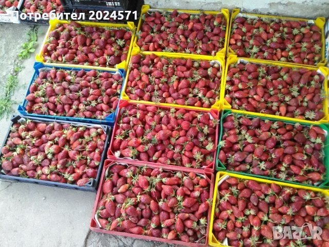 Сорт ягоди- Зенга- Зенгана в Разсади в гр. Монтана - ID32182348 | Bazar.bg